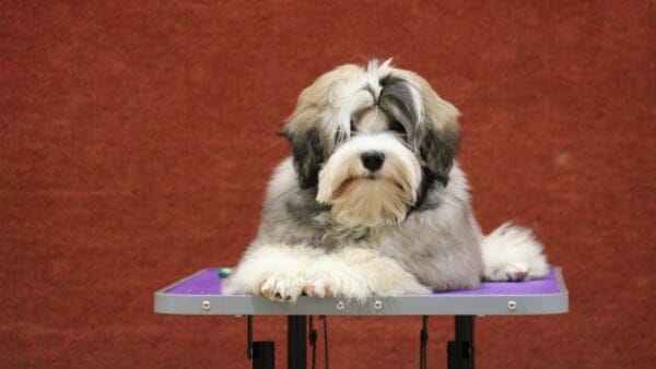 The Little Lion Dog of Royals: 10 Facts About the Lowchen Breed