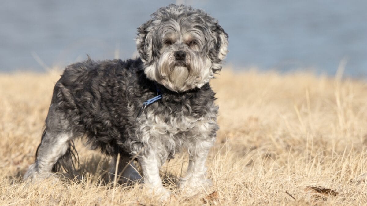 The Little Lion Dog of Royals: 10 Facts About the Lowchen Breed