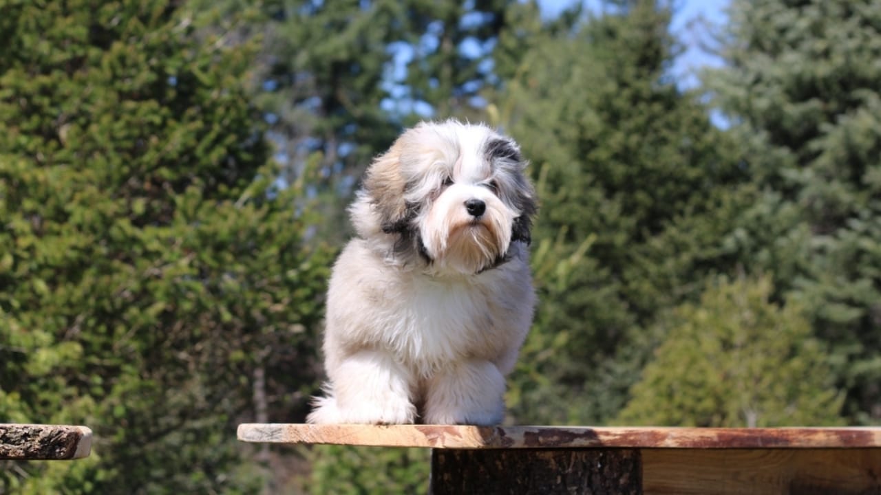 The Little Lion Dog of Royals: 10 Facts About the Lowchen Breed