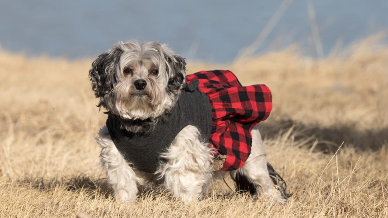 The Little Lion Dog of Royals: 10 Facts About the Lowchen Breed