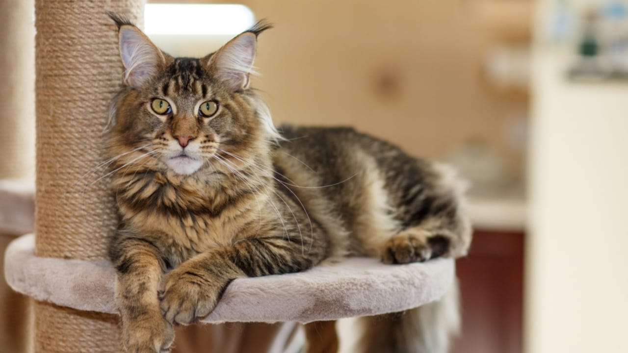 15 Expensive Cat Breeds That Will Make Your Wallet Meow