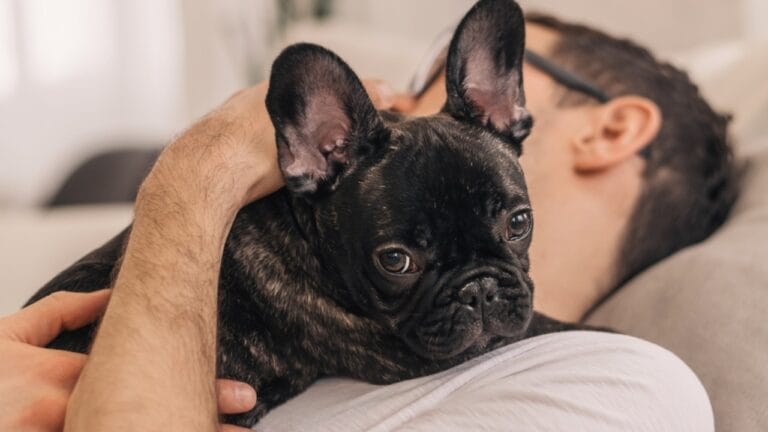 The Dog Breeds Each Generation Prefers: Gen Z, Millennials, Gen X, and ...