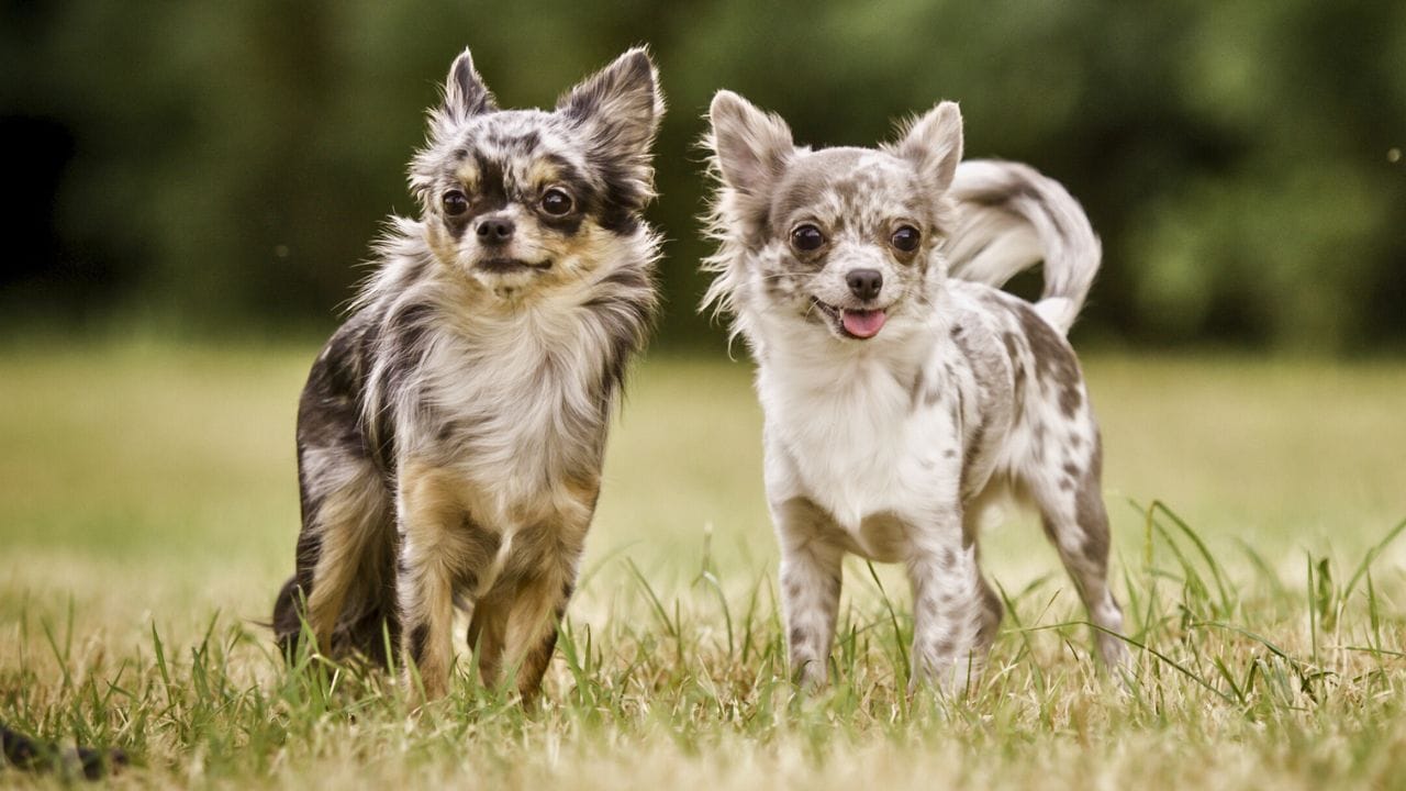 7 Different Types of Chihuahua Breeds Most People Don't Know About