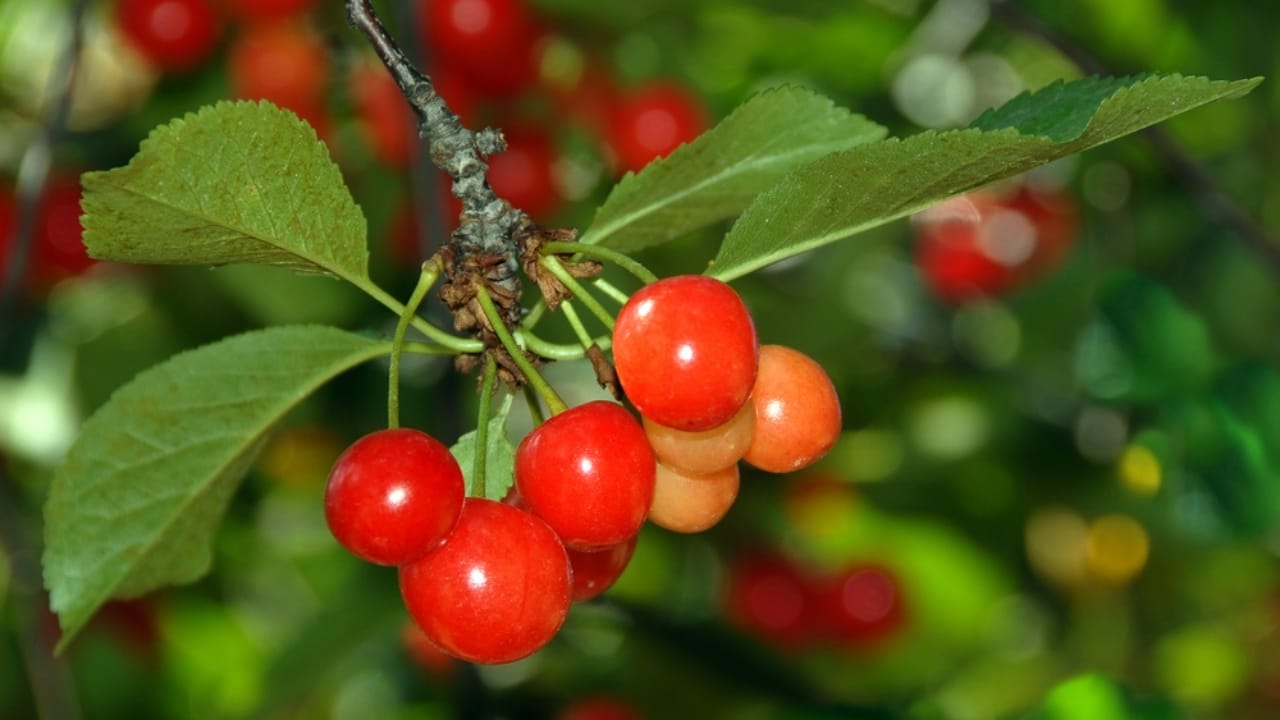 The Top 10 Cherry-Producing States in the U.S.
