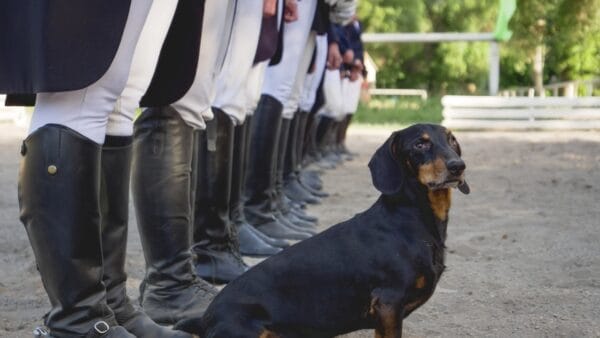 11 Facts About Dachshunds That Will Surprise You