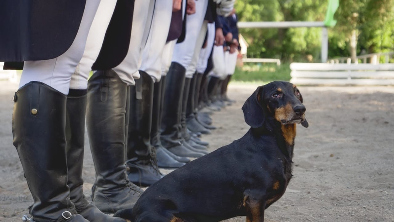 11 Facts About Dachshunds That Will Surprise You
