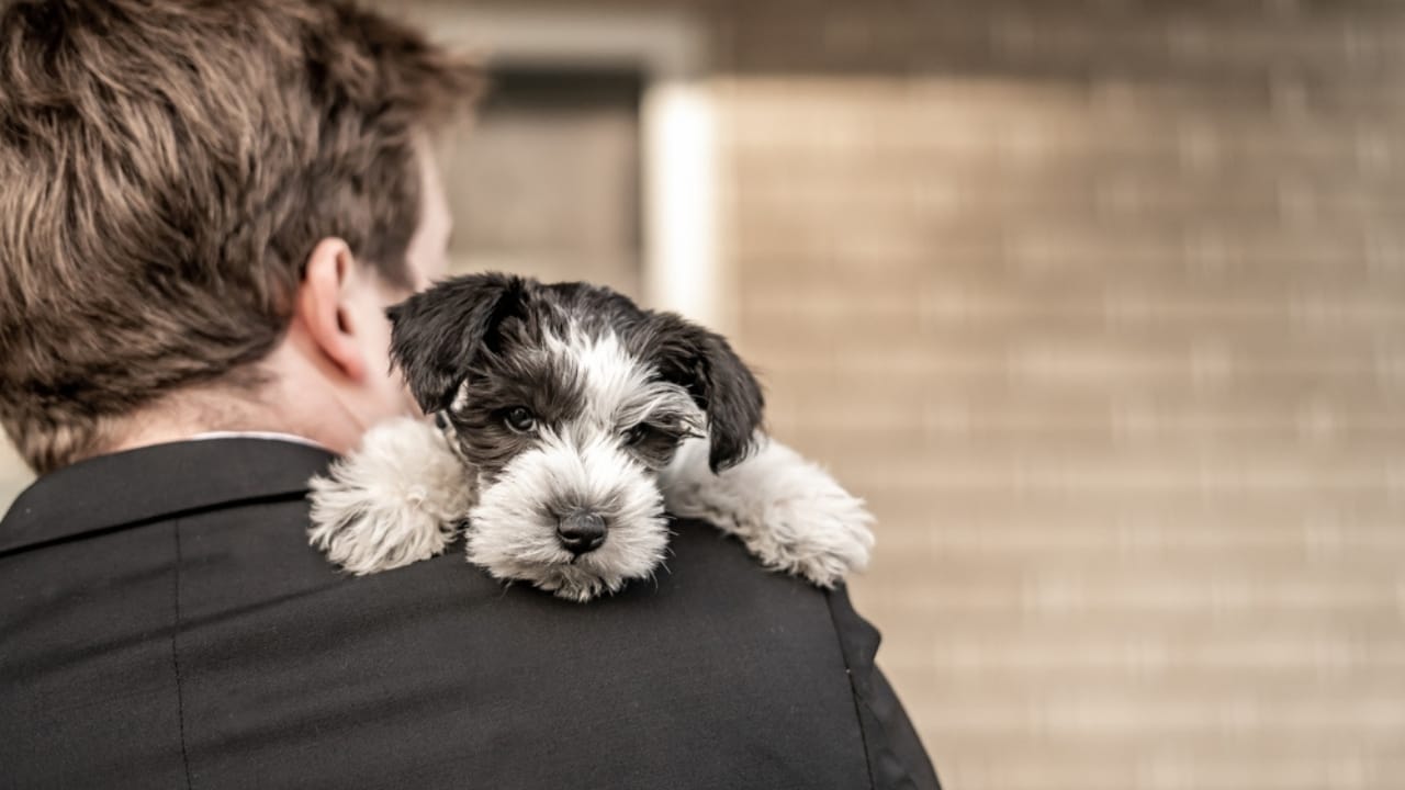 The Mini Schnauzer Dog Life: 8 Pro Tips
