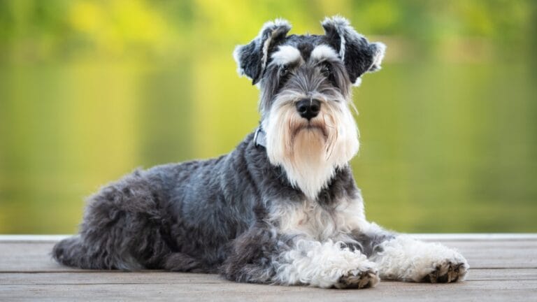 13 Best Dog Breeds for Seniors Who Appreciate Gentle, Affectionate Pets