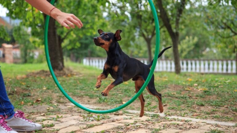 10 Facts About Miniature Pinschers That Will Change What You Think