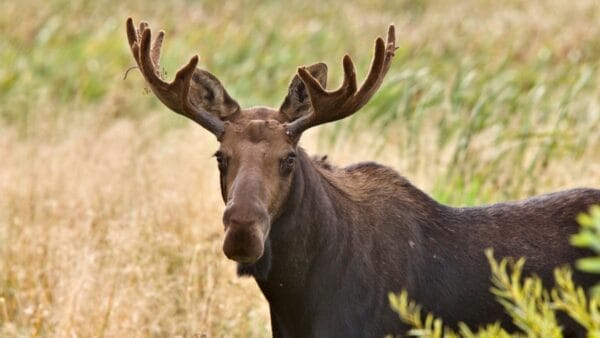The 15 Most Dangerous Animals in North America