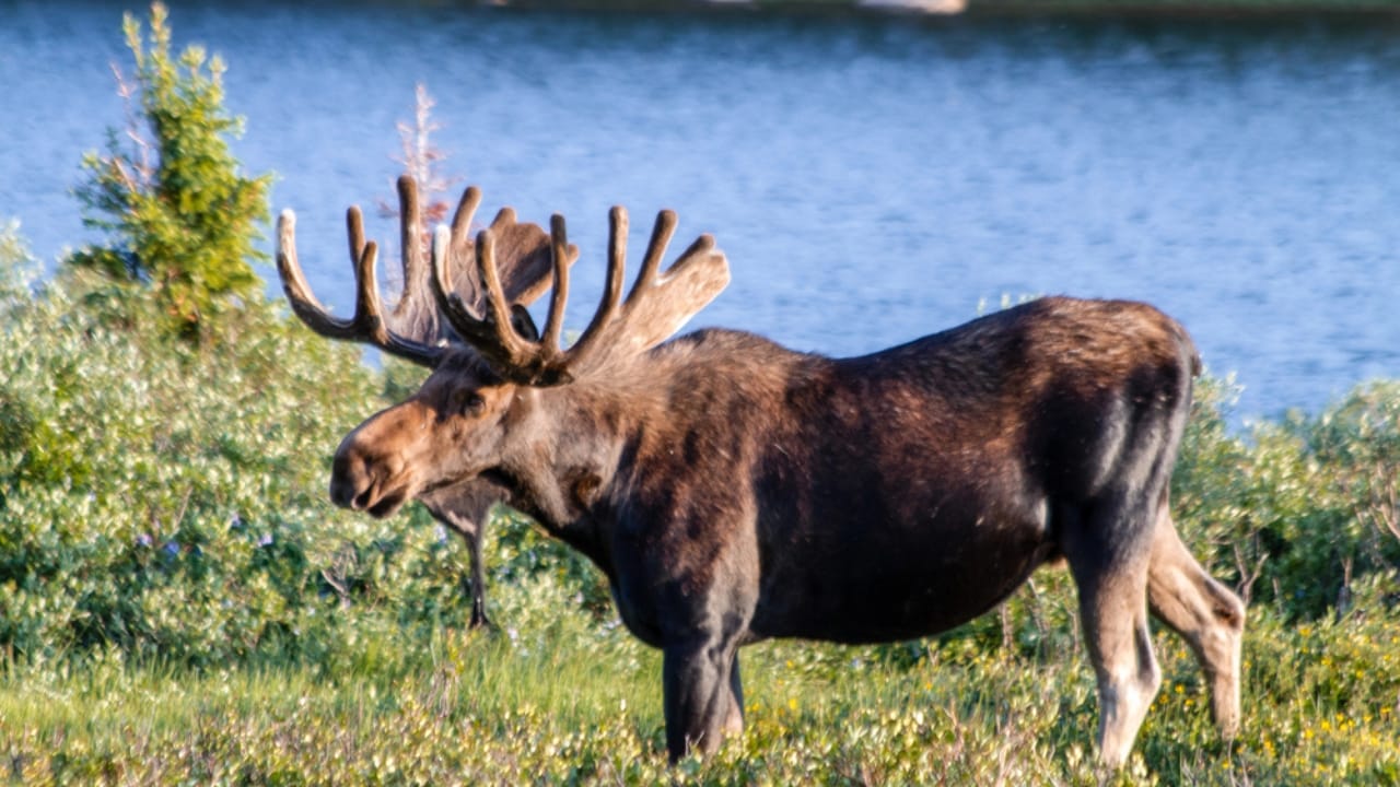 11 U.S. States with the Most Moose Roaming Free