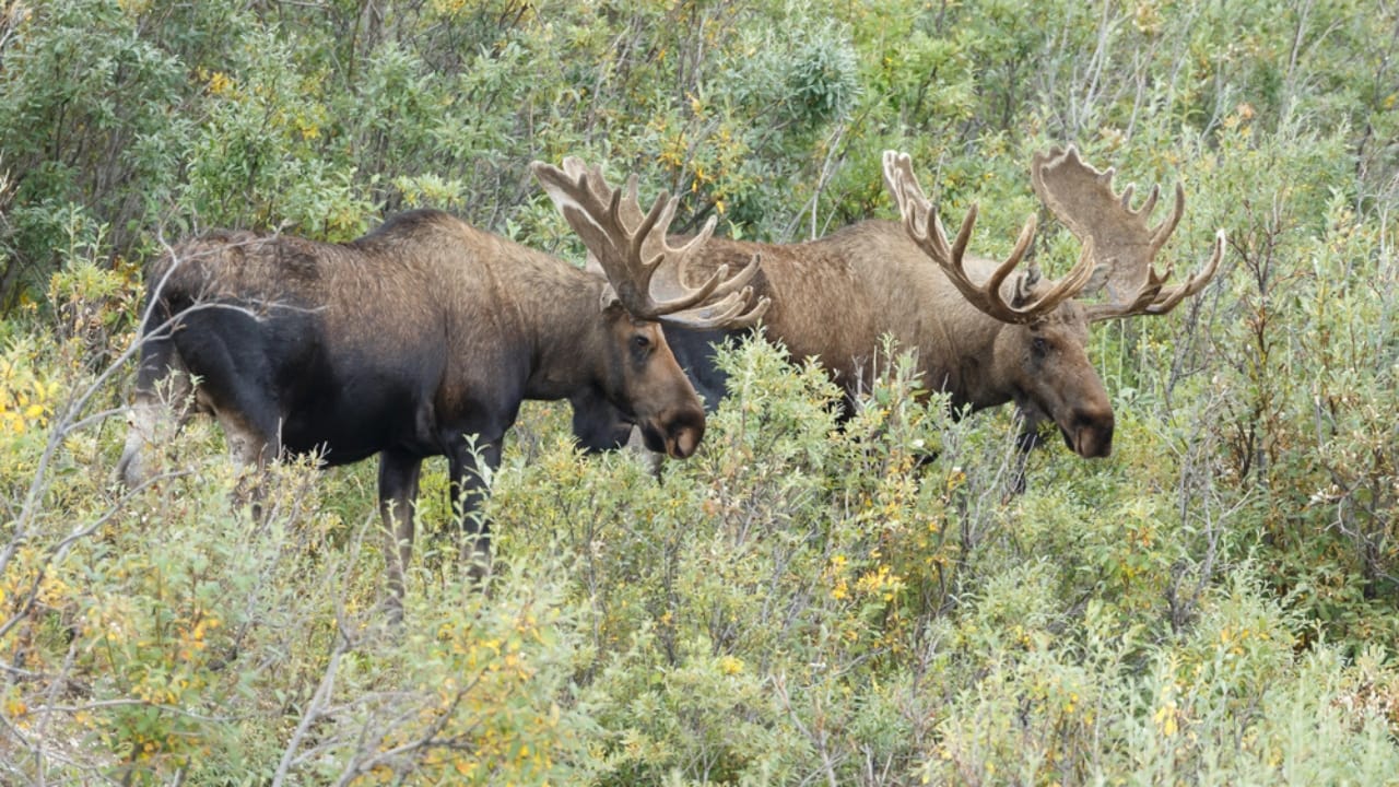 11 U.S. States with the Most Moose Roaming Free