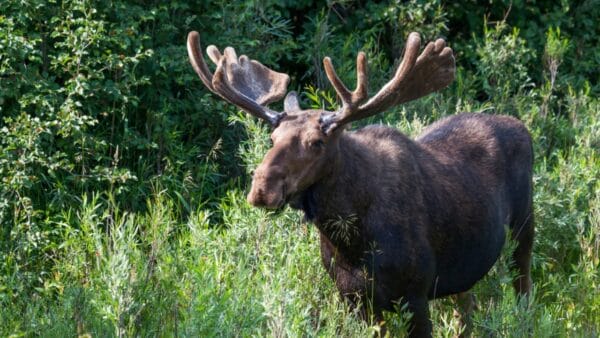 11 U.S. States with the Most Moose Roaming Free