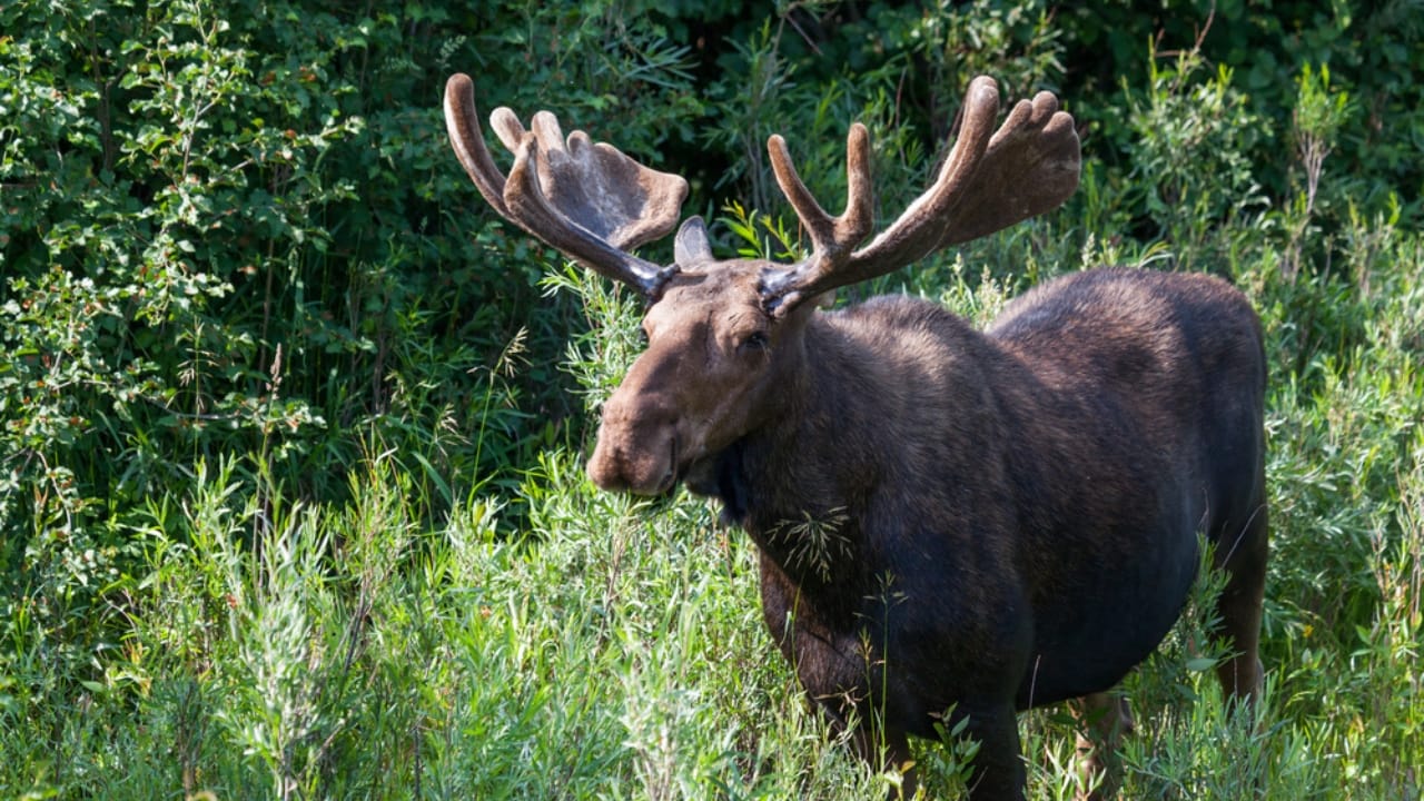 11 U.S. States with the Most Moose Roaming Free