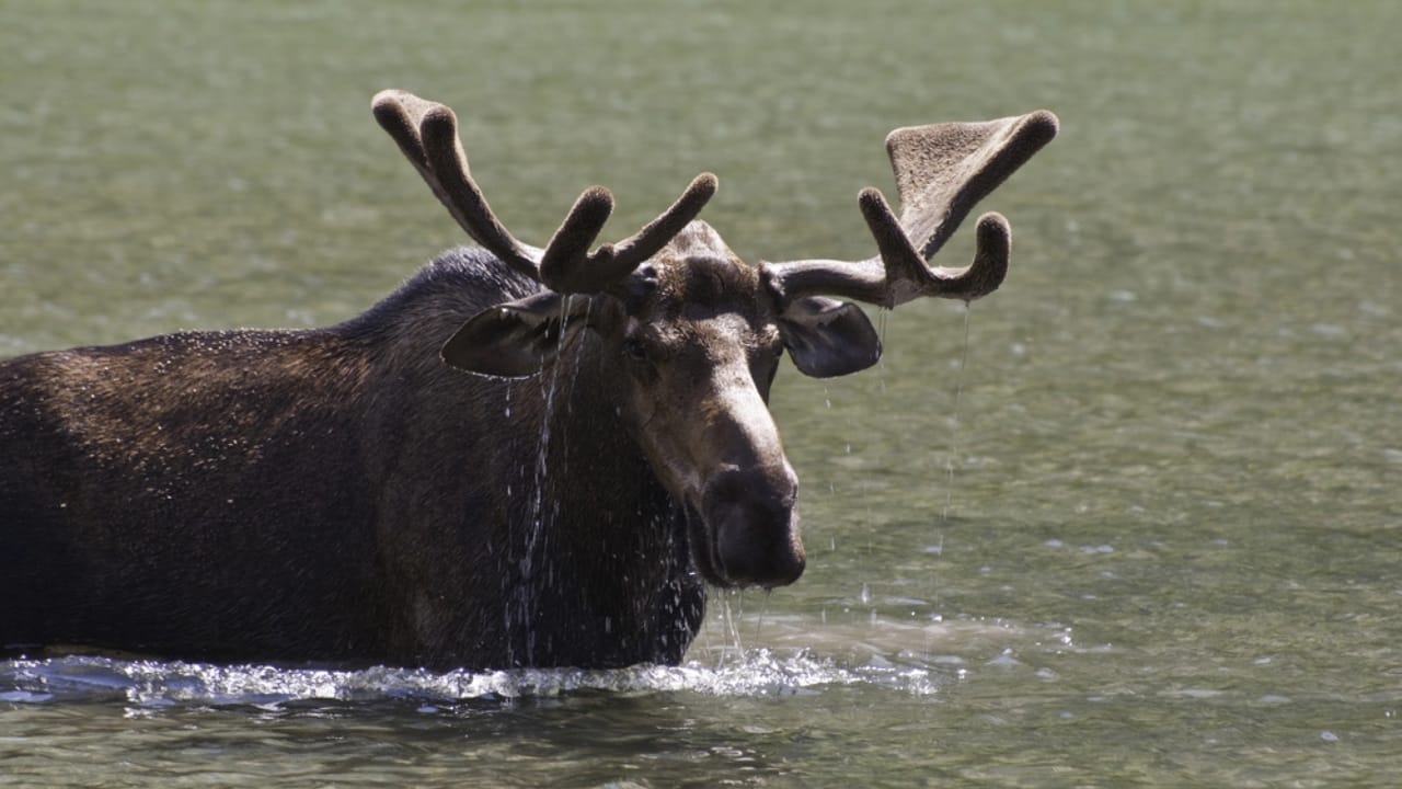 11 U.S. States with the Most Moose Roaming Free