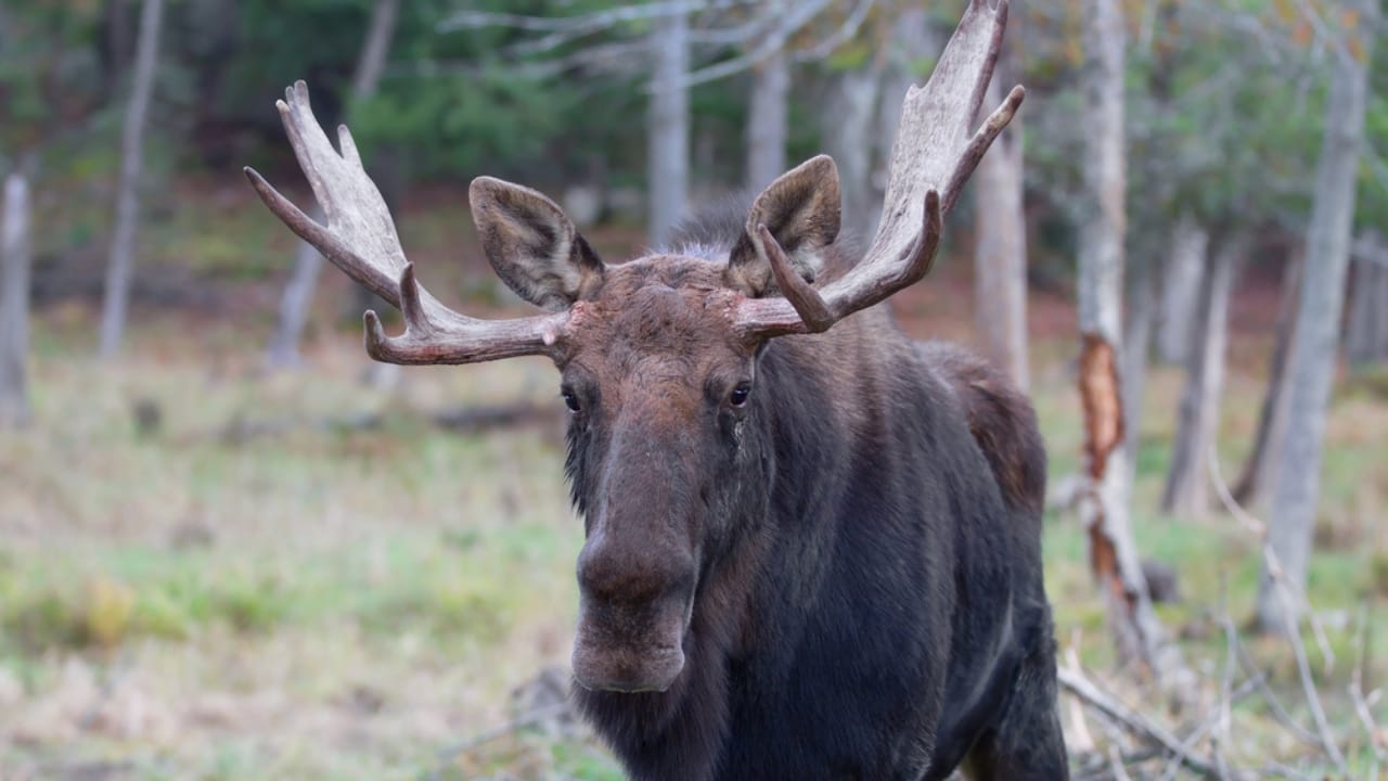11 U.S. States with the Most Moose Roaming Free