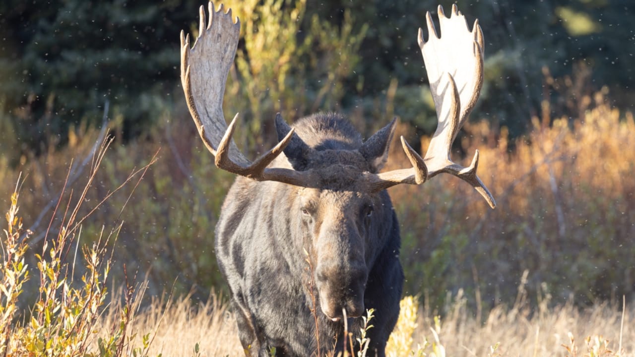 11 U.S. States with the Most Moose Roaming Free