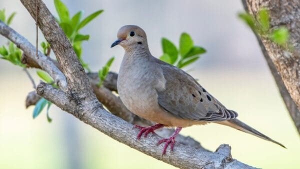 The Bird of Your Birth Month Reveals Your Key Traits
