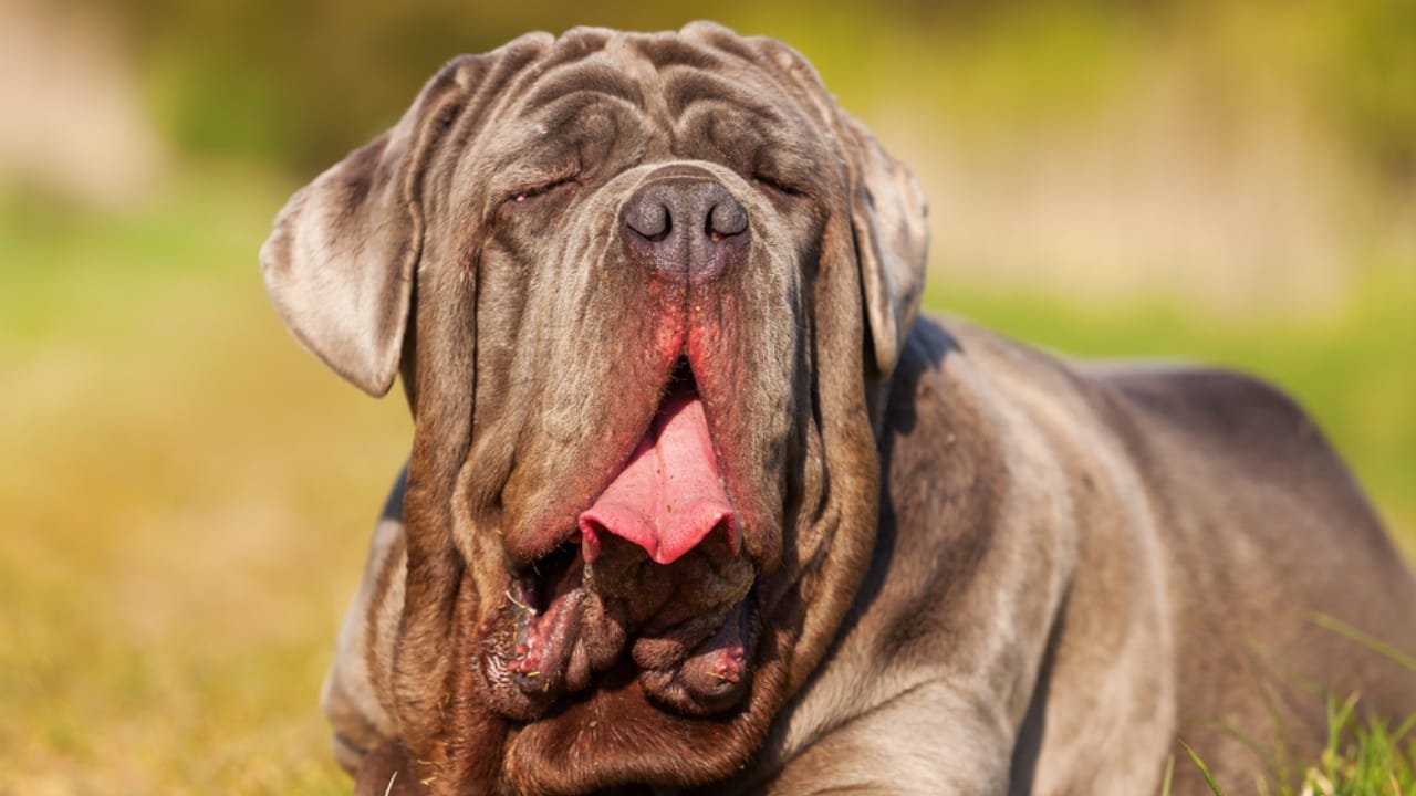 Drool, Snore, Adore: 10 Realities of Owning a Neapolitan Mastiff