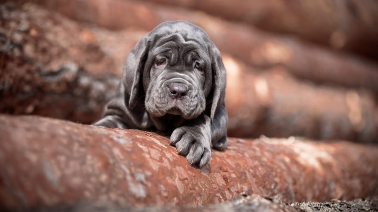 Drool, Snore, Adore: 10 Realities of Owning a Neapolitan Mastiff