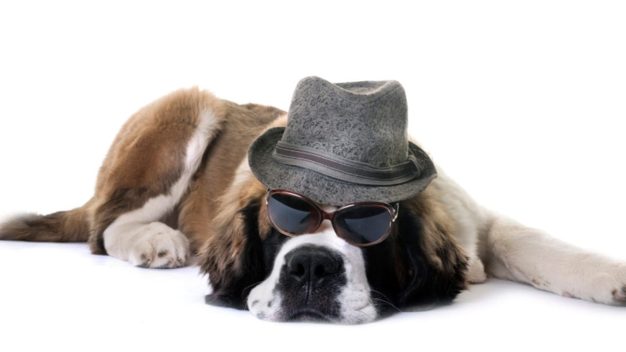 5 Iconic Saint Bernards from Pop Culture That Will Melt Your Heart
