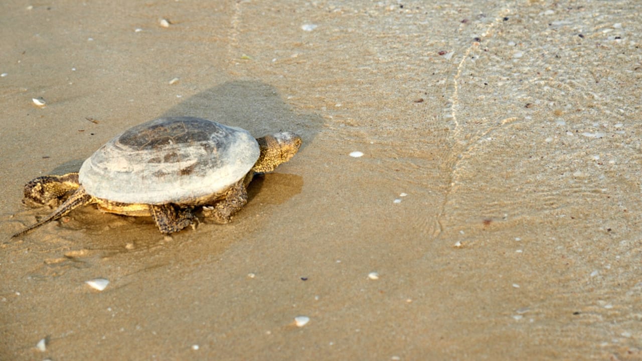 12 U.S. States Where Turtles Make Their Nests