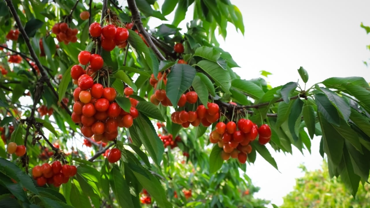 The Top 10 Cherry-Producing States in the U.S.