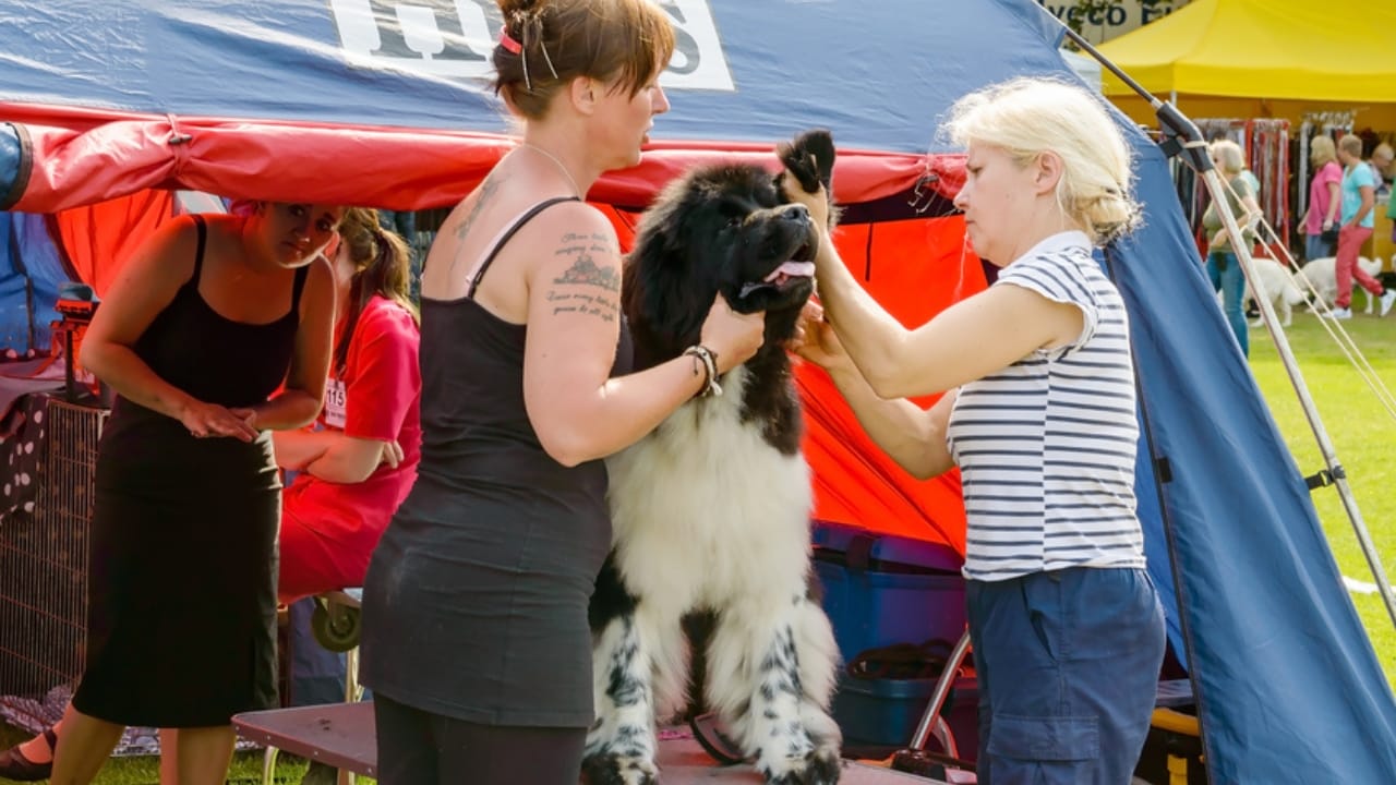 7 Biggest Myths About Newfoundland Dogs - Debunked
