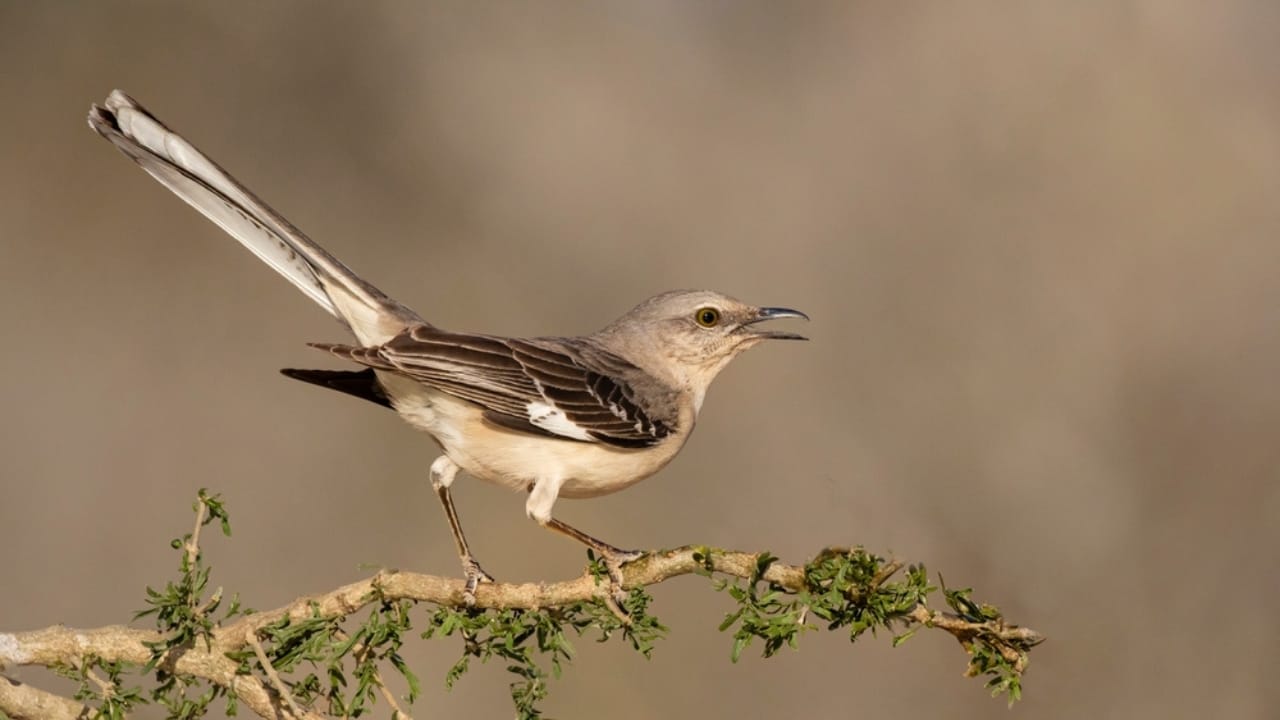15 Talents of Mockingbirds - Nature's Cover Artists