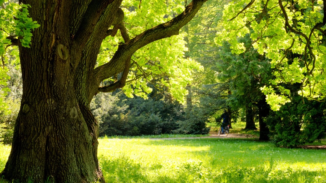 20 Trees That Could Be Your Lifeline in a Survival Situation