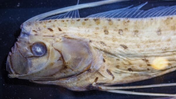 10 Creepy Deep Sea Creatures You Never Knew Existed