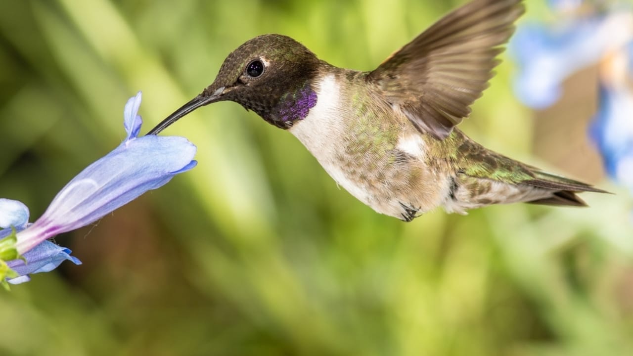 Where to Find the Most Spectacular Hummingbirds in the U.S.: 15 Hotspots