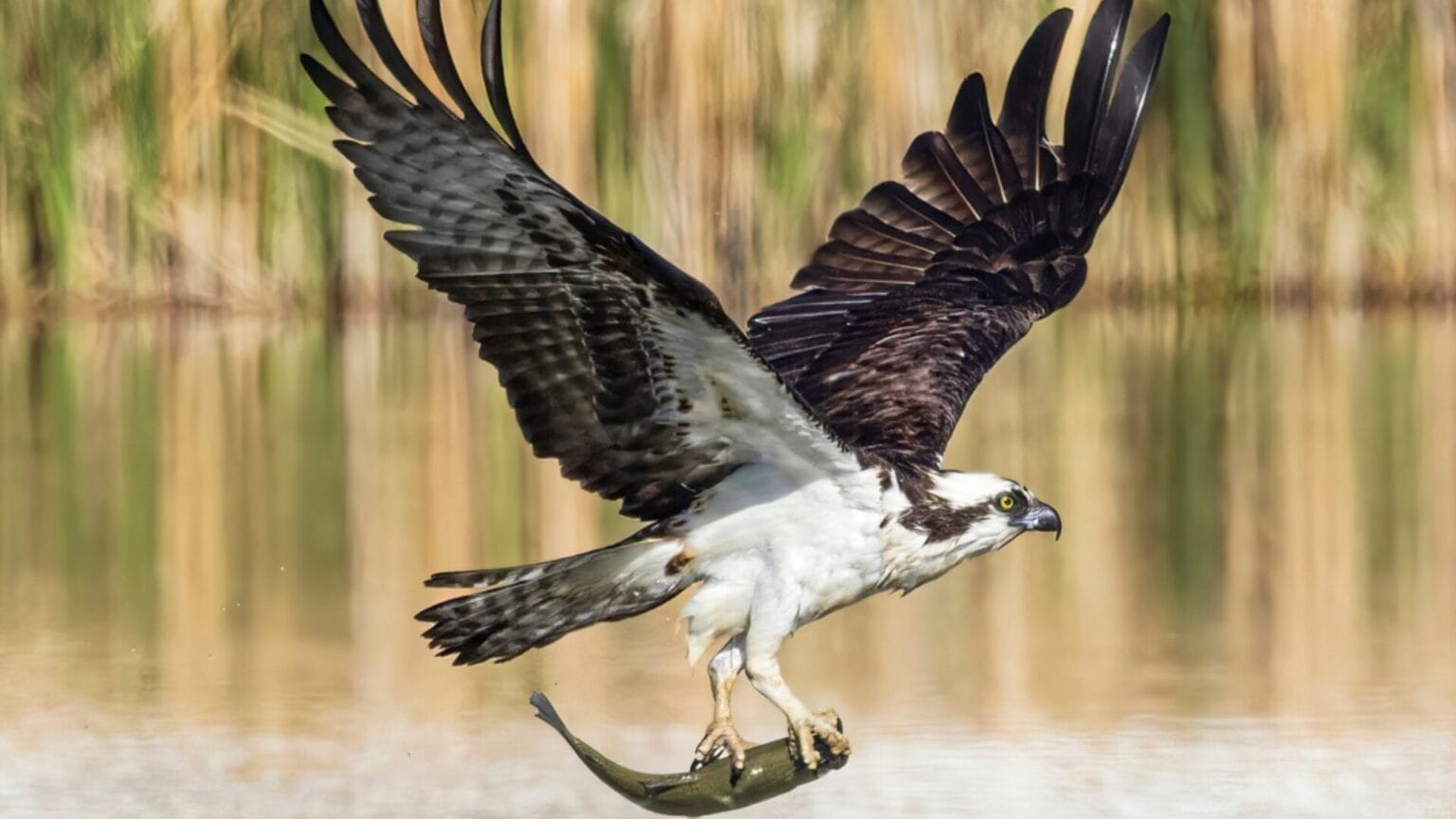 15 Fierce Birds of Prey That Rule the Skies