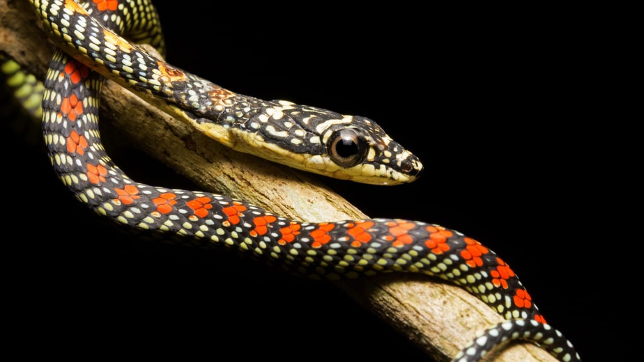 10 Weird Snakes That Make You Question What’s Possible in Nature