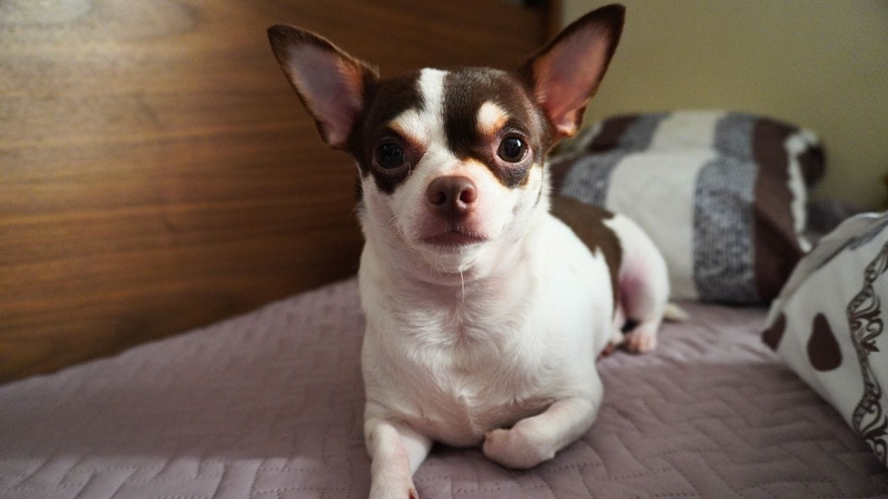 7 Different Types of Chihuahua Breeds Most People Don't Know About