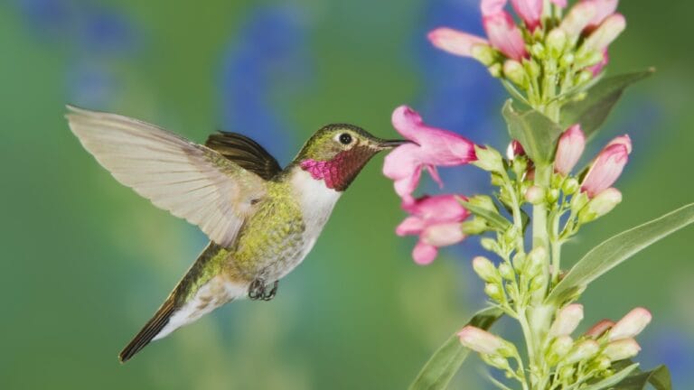 5 Symbolic Hummingbird Meanings & What They Represent