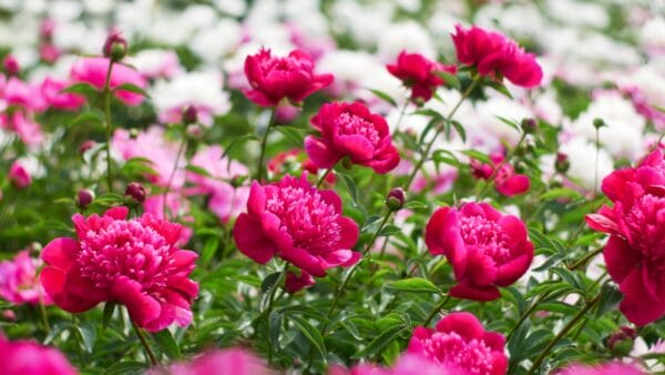 15 Flowers That Look Like Roses but Are Easier to Grow