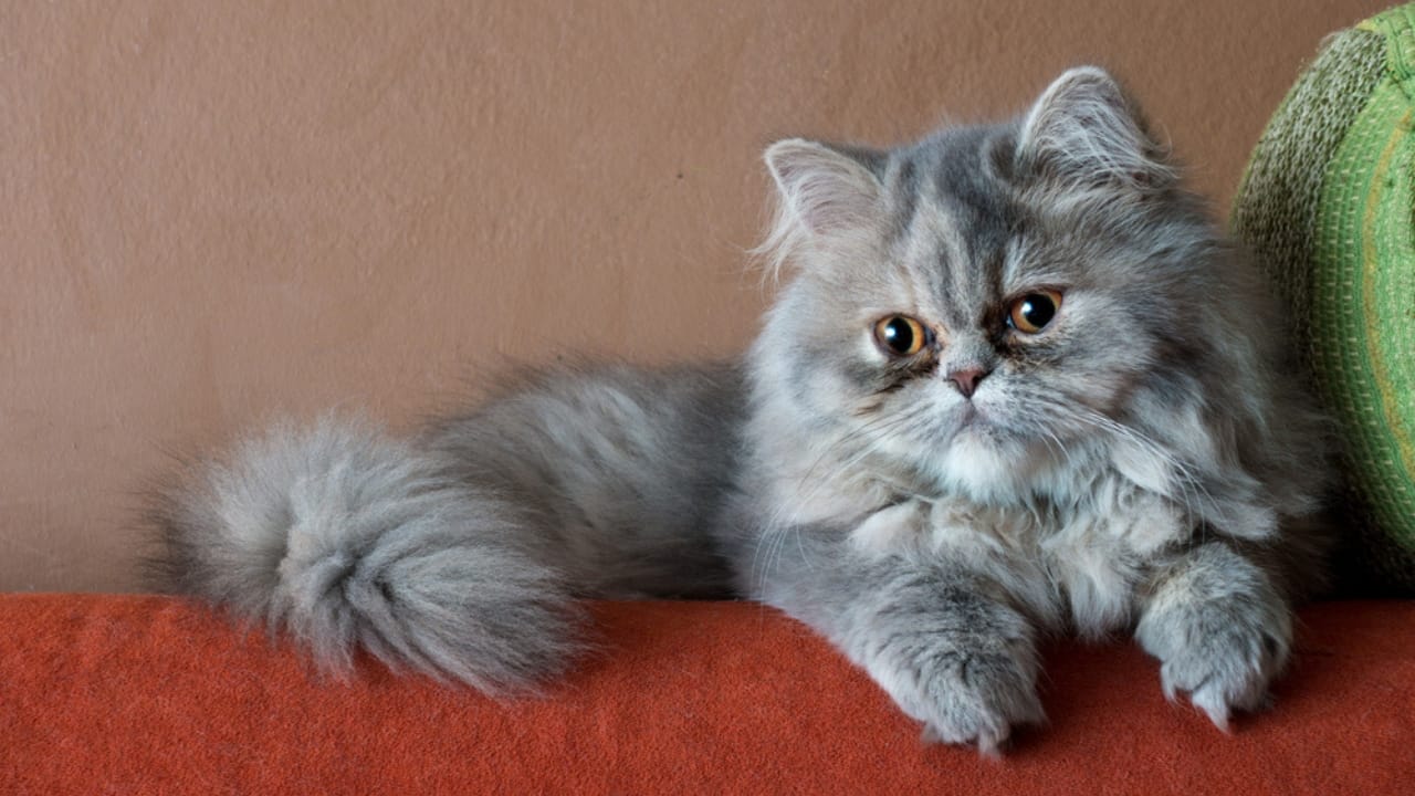 Meet the 16 Strongest Cat Breeds on the Planet
