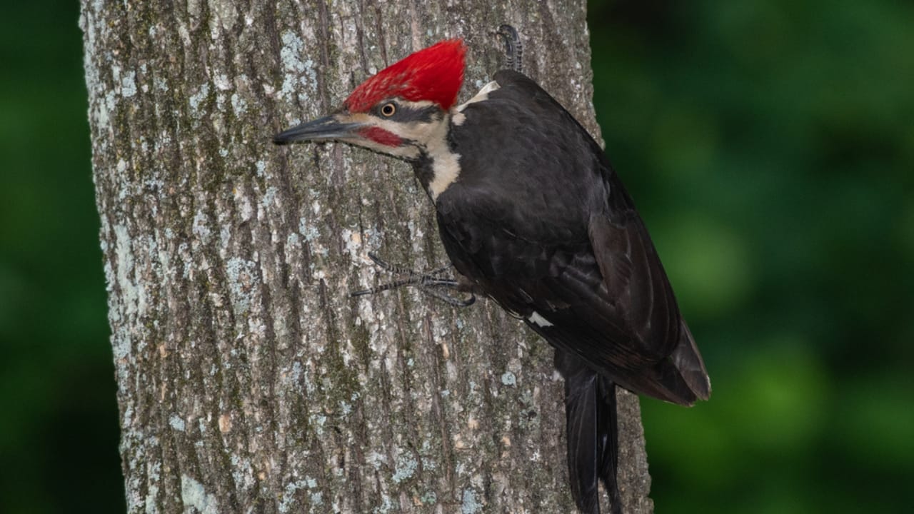 10 Reasons Why the Pileated Woodpecker Should Be Your New Favorite Bird
