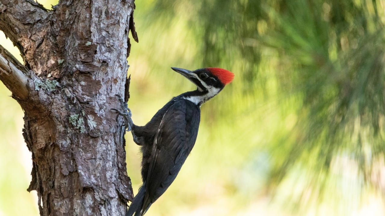 10 Reasons Why the Pileated Woodpecker Should Be Your New Favorite Bird
