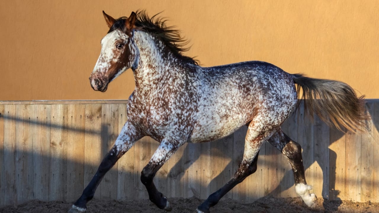The Most Beautiful & Rare Horse Colors in the World