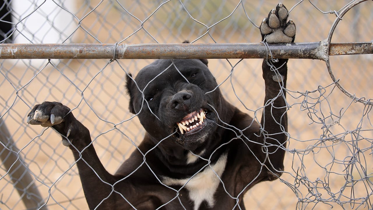 15 Dog Breeds So Intimidating They’ll Make Anyone Think Twice