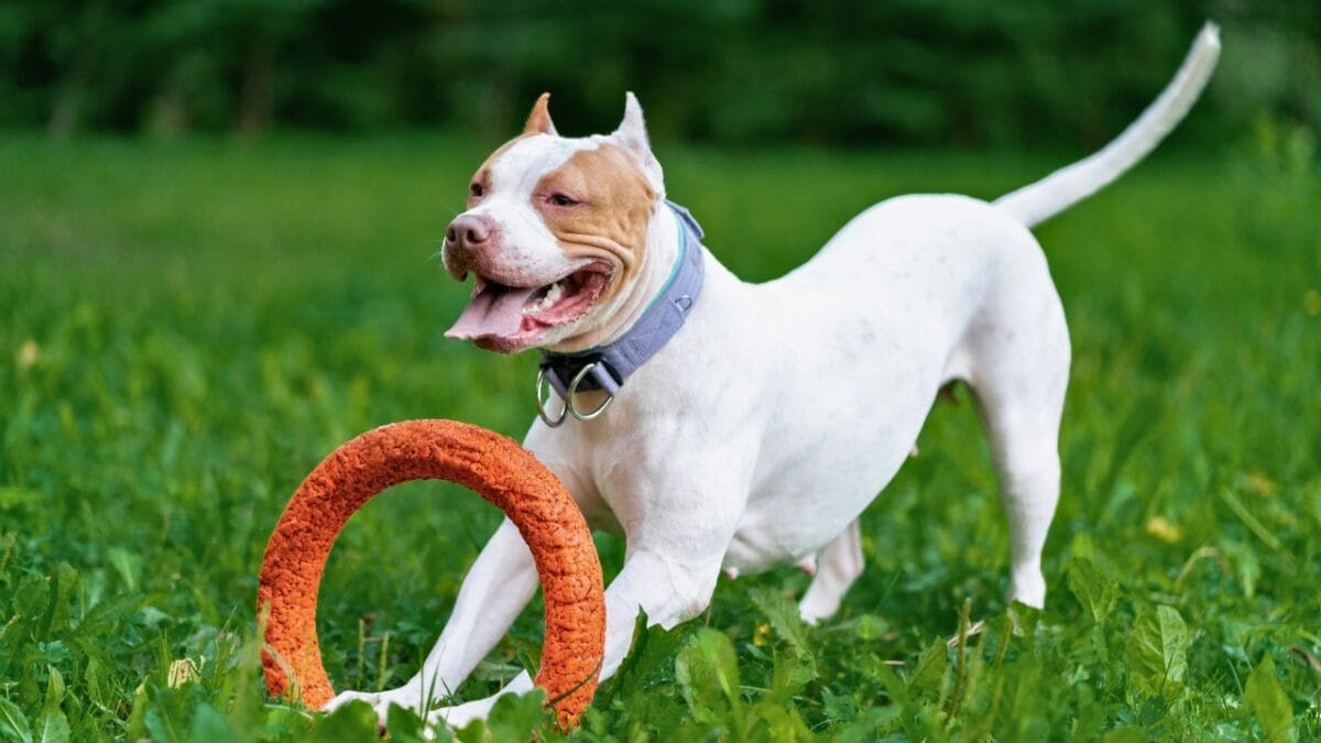 11 Rare & Unique Pitbull Colors Most Have Never Seen