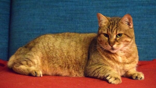 10 Cat Breeds That Look Like Wild Animals