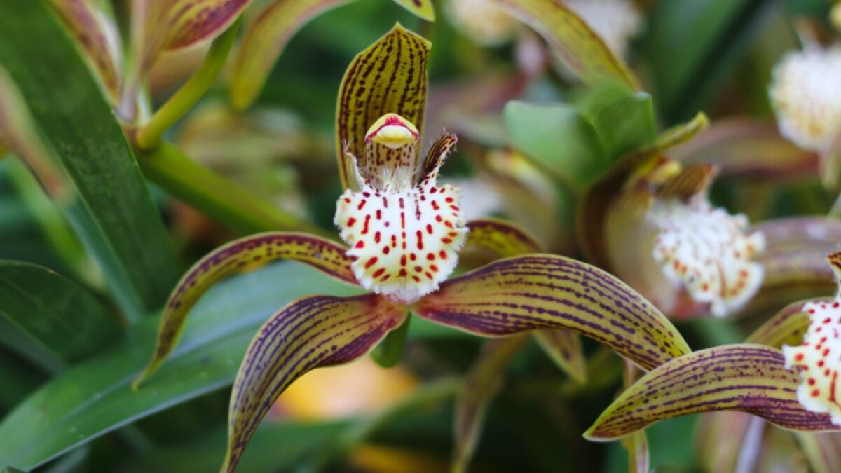 15 Bizarre Plants That Look Like They Belong in a Zoo