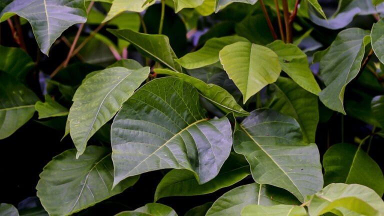 Poison Sumac Identification Guide: How to Stay Safe in Nature