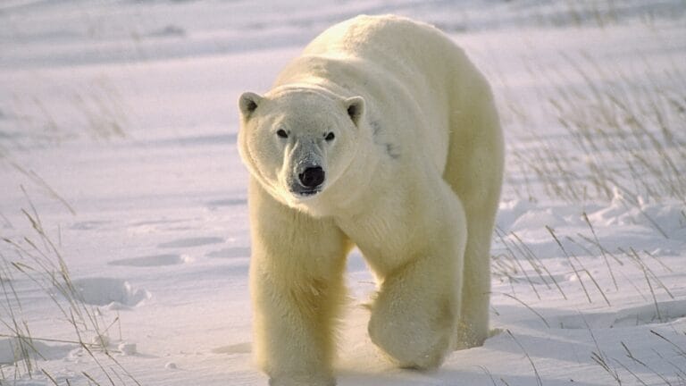 The 15 Most Dangerous Animals in North America