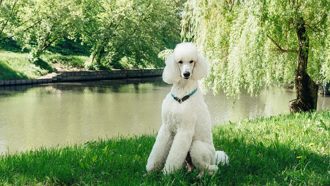 10 Brilliant White Dog Breeds With a Genetic Secret