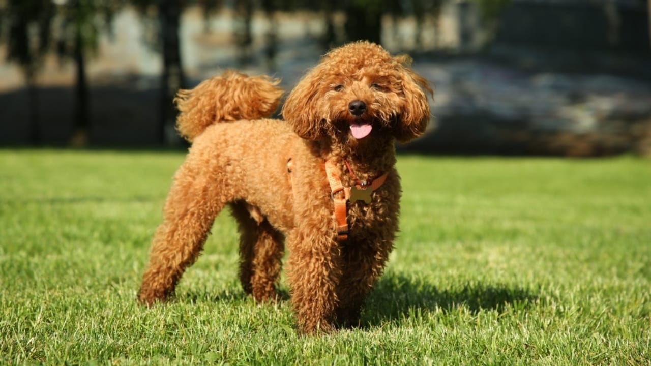 13 Reasons Why a Poodle Might Not Be the Right Dog for You