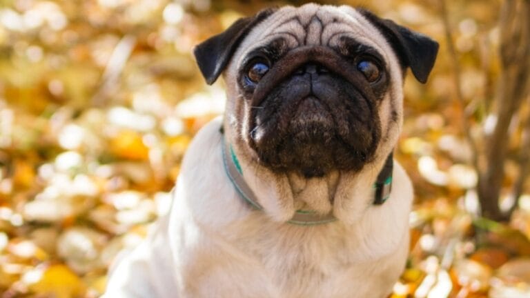 These 17 Empathetic Dogs Have a Special Connection to Your Pain